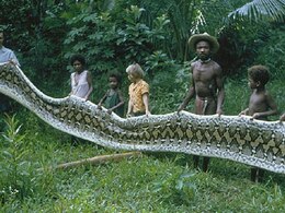 Syfi Giant Snakes Eating People