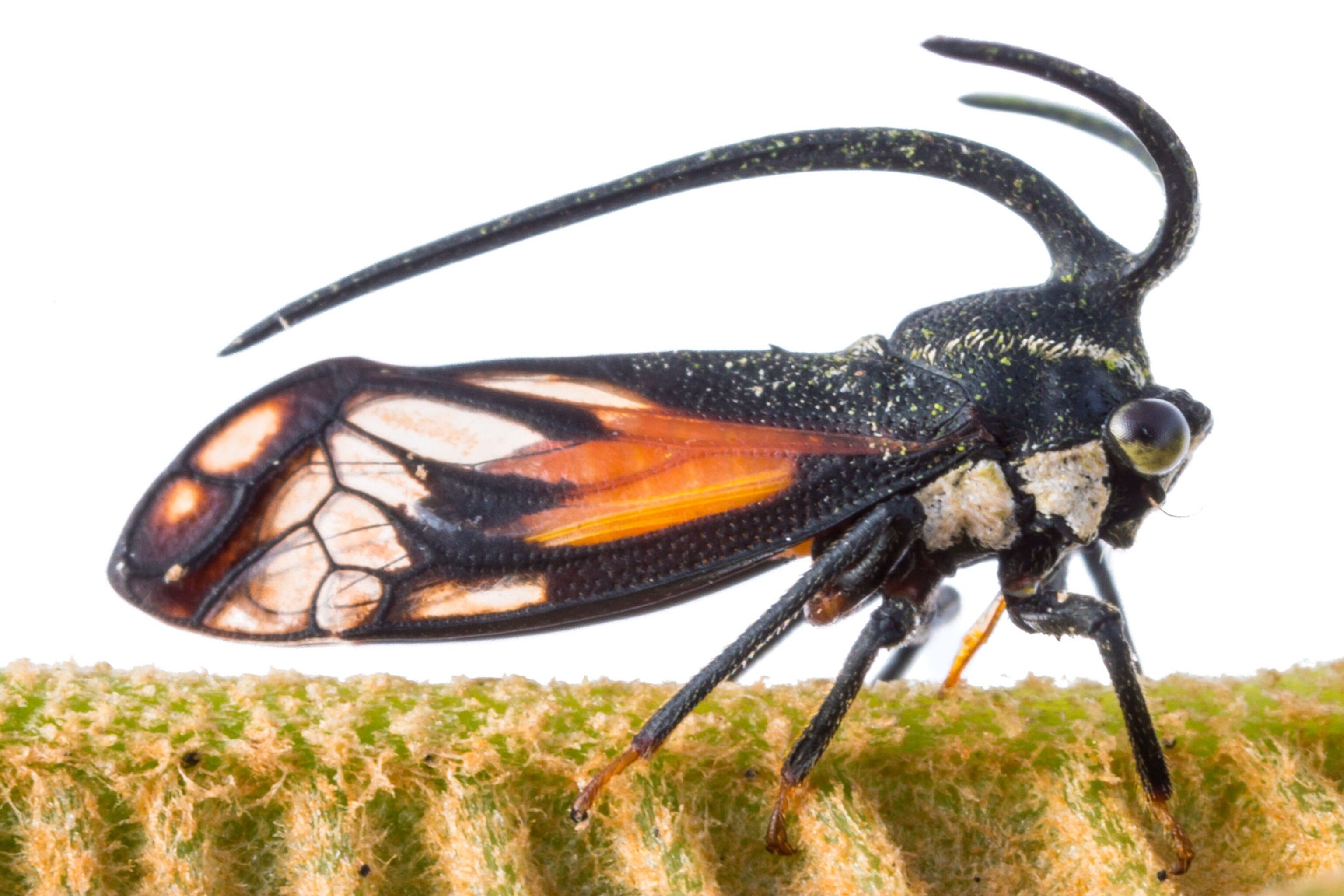 Treehoppers: pictures of the rainforest's mini-marvels