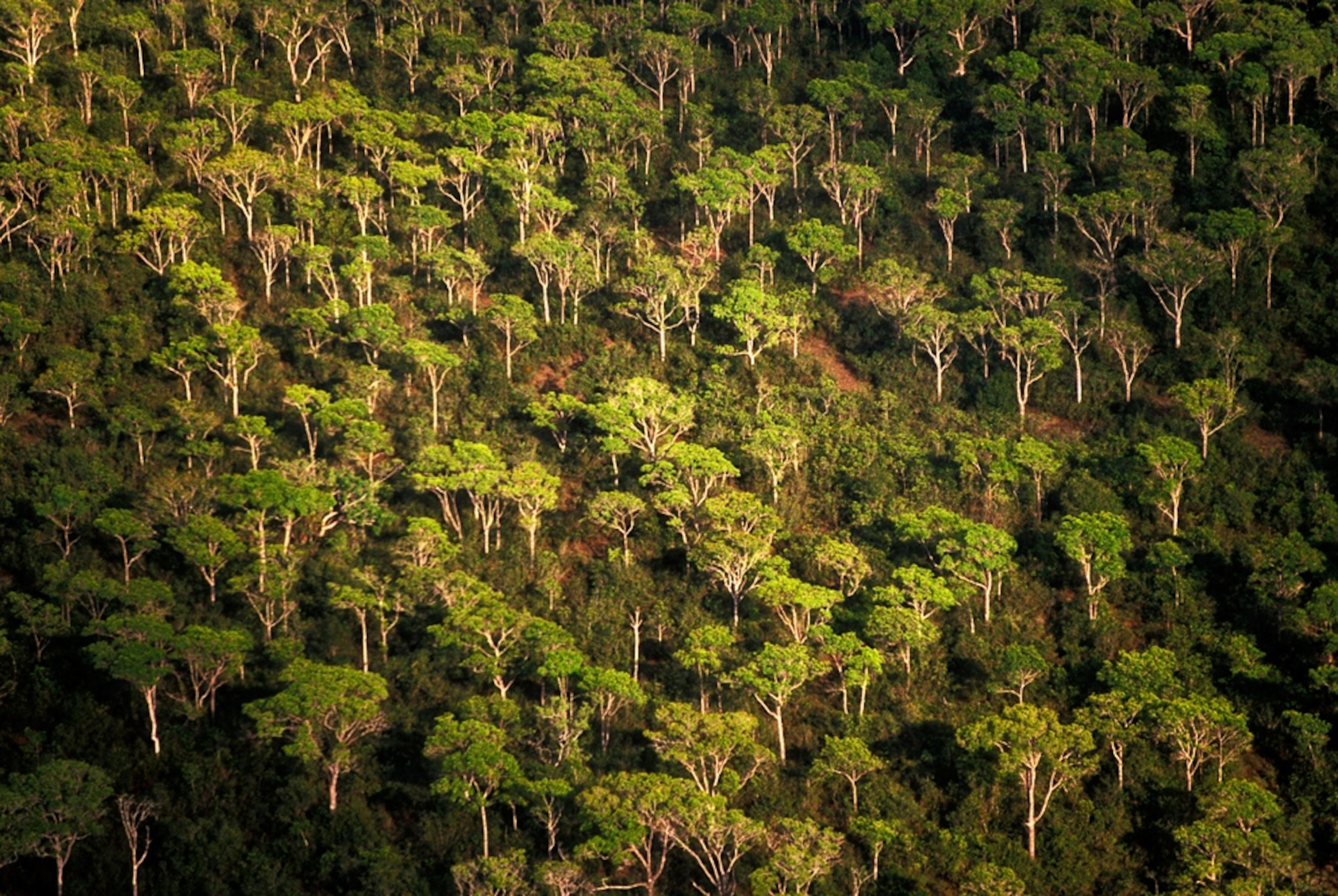Earth Day Pictures: Ten Most Threatened Forests | National Geographic