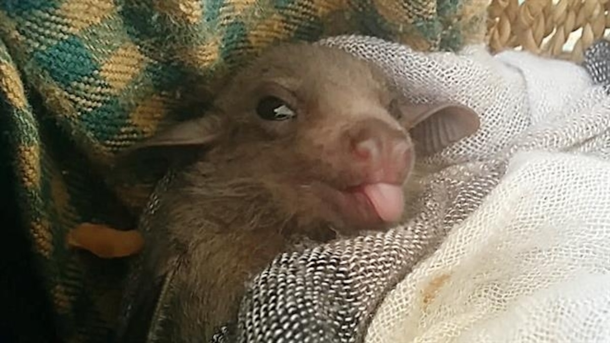 How Baby Bats Learn to Speak in Dialects | National Geographic