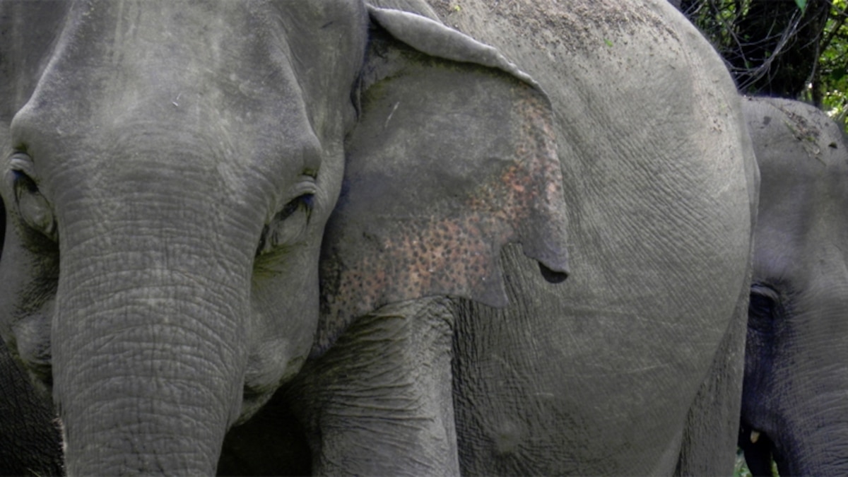 Elephants Can Tell Tiger Growls From Leopard Ones | National Geographic