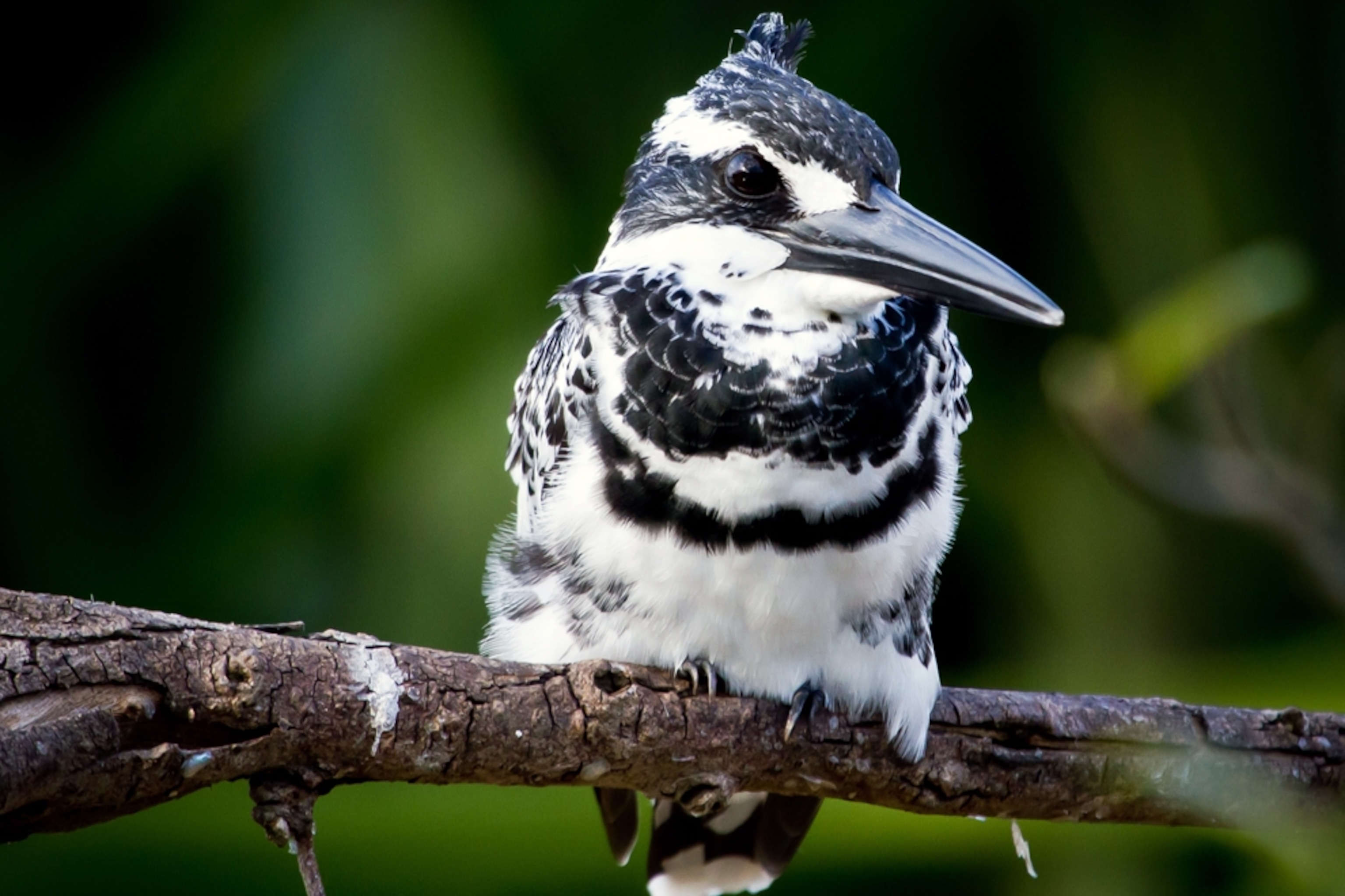 Freshwater Birds Pictures -- National Geographic