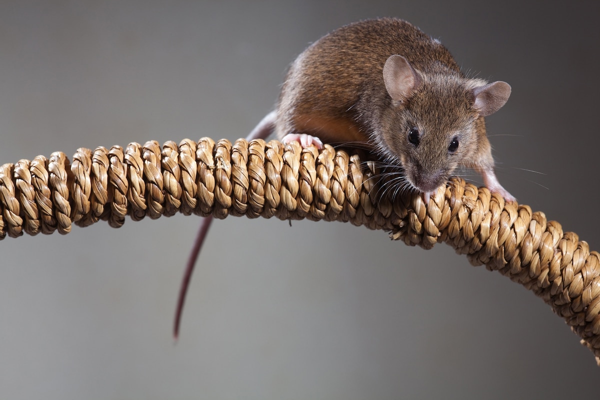 Humans 'Domesticated' Mice 15,000 Years Ago