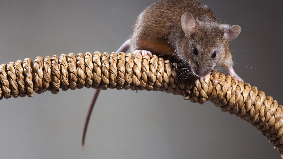 Humans 'Domesticated' Mice 15,000 Years Ago | National Geographic
