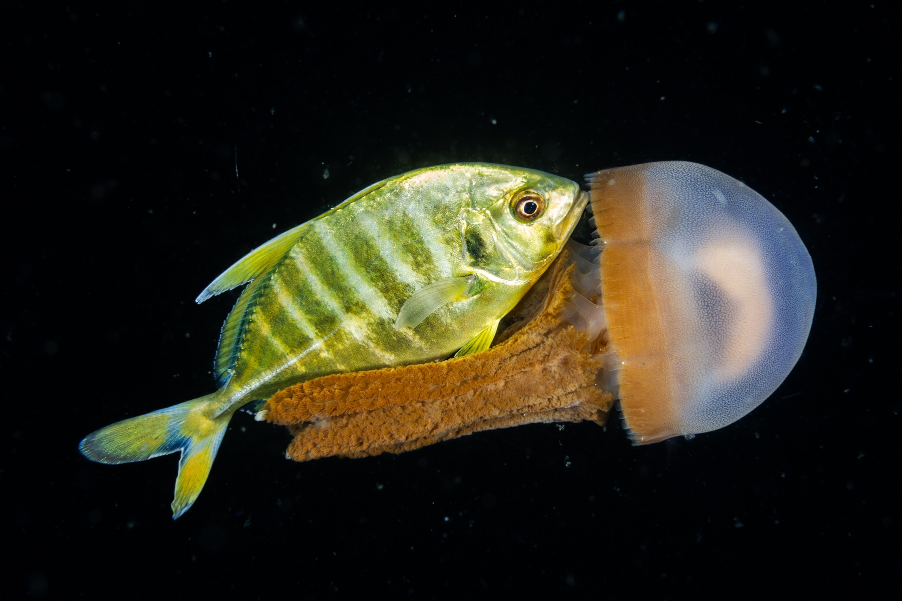 National Geographic’s best animal photos of 2021