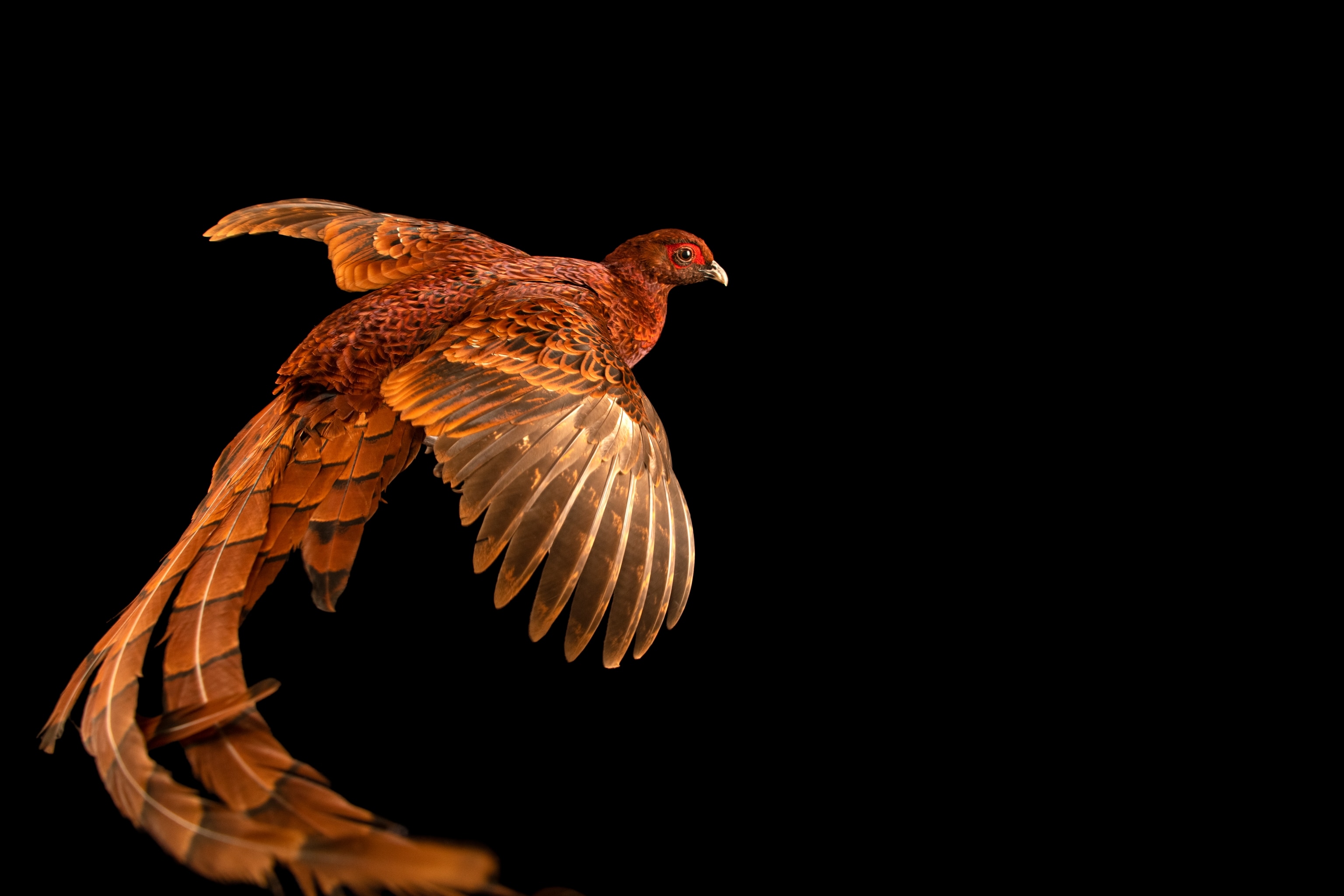 Game birds are surprisingly beautiful—and endangered