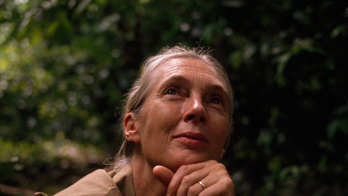 Jane Goodall championed animal conservation for six decades | National ...