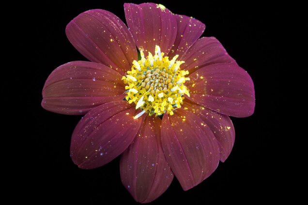 National Geographic Flowers In A New Light - Home Alqu