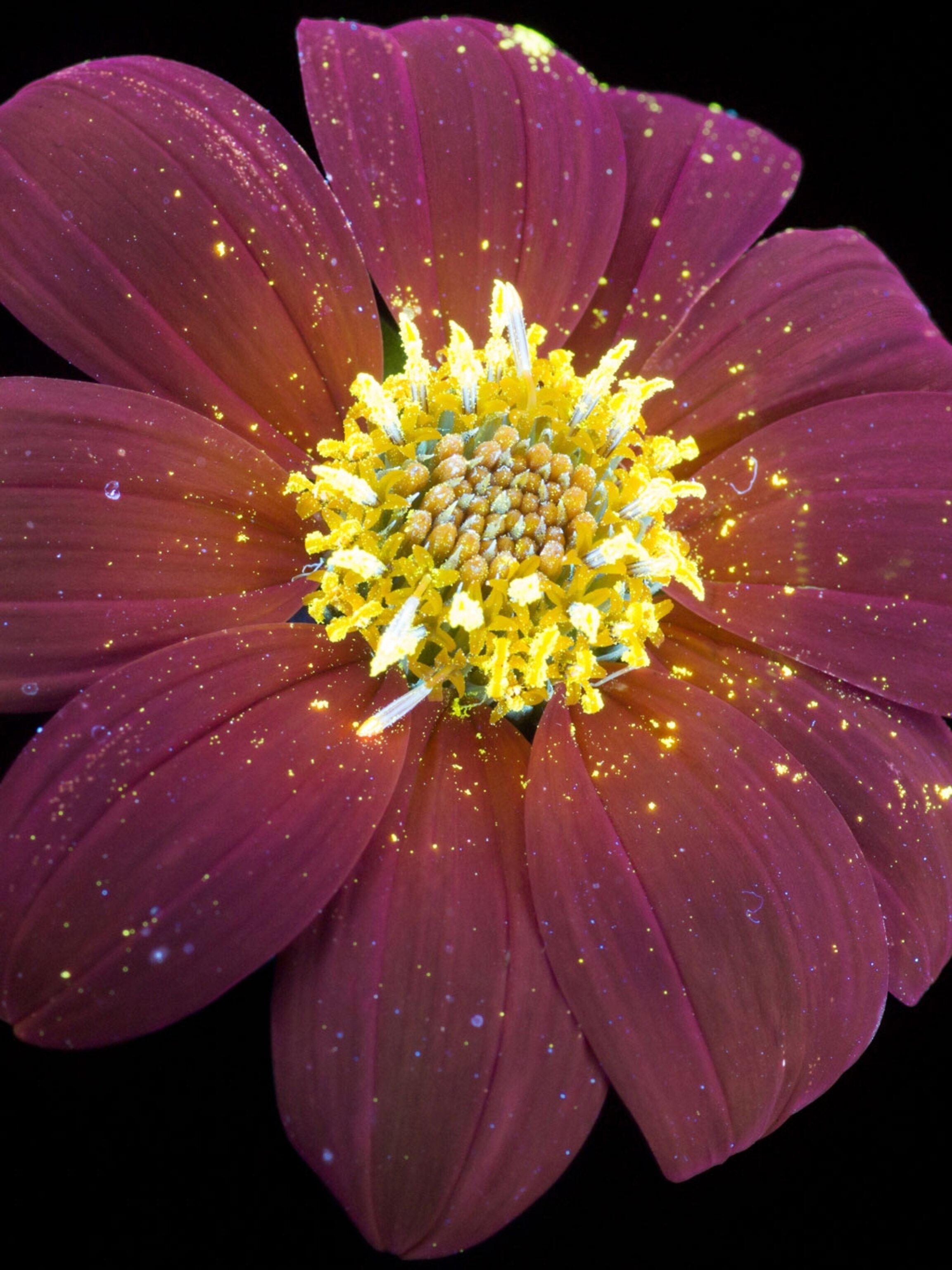 National Geographic Flowers In A New Light | Best Flower Site