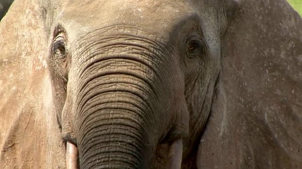 In the Congo, Ivory Traders Exploit More Than Elephants | National ...