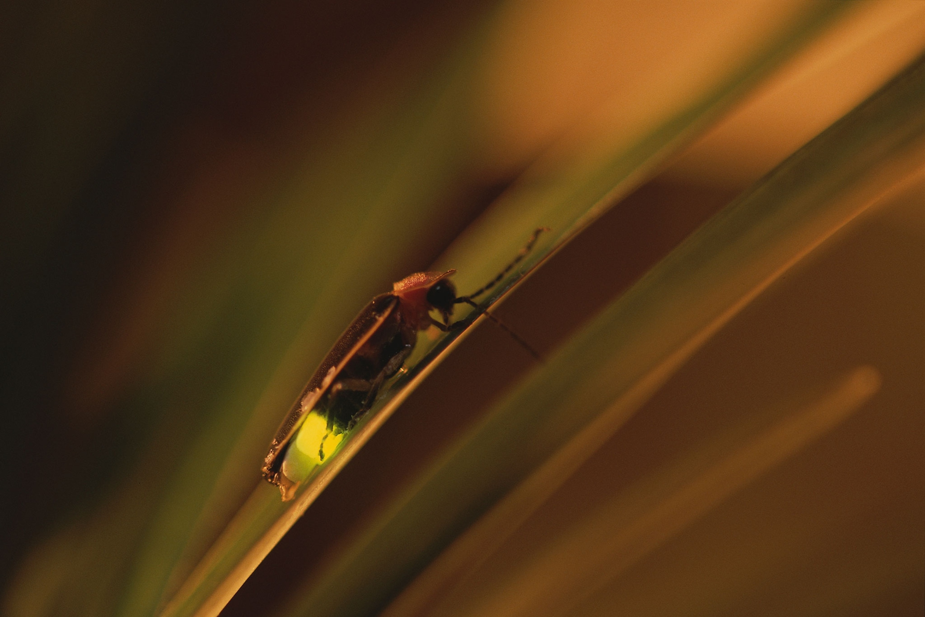 How Fireflies Glow (and What Really Turns Them On)
