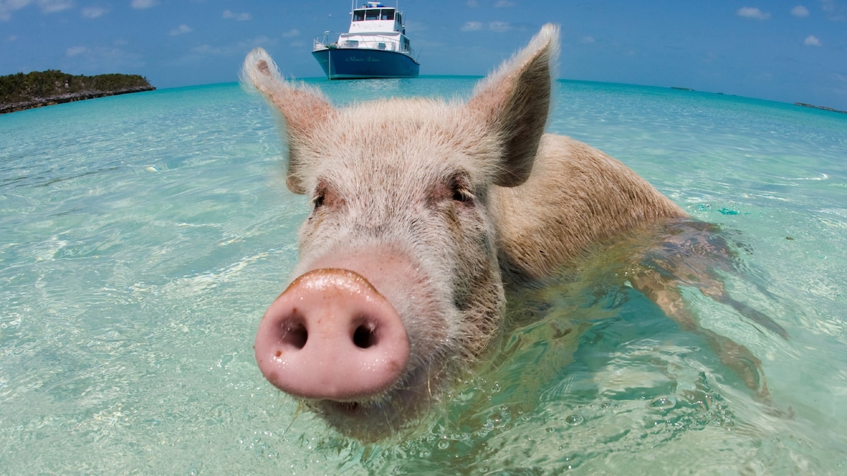 This Is What Really Killed The Famous Swimming Pigs | National Geographic