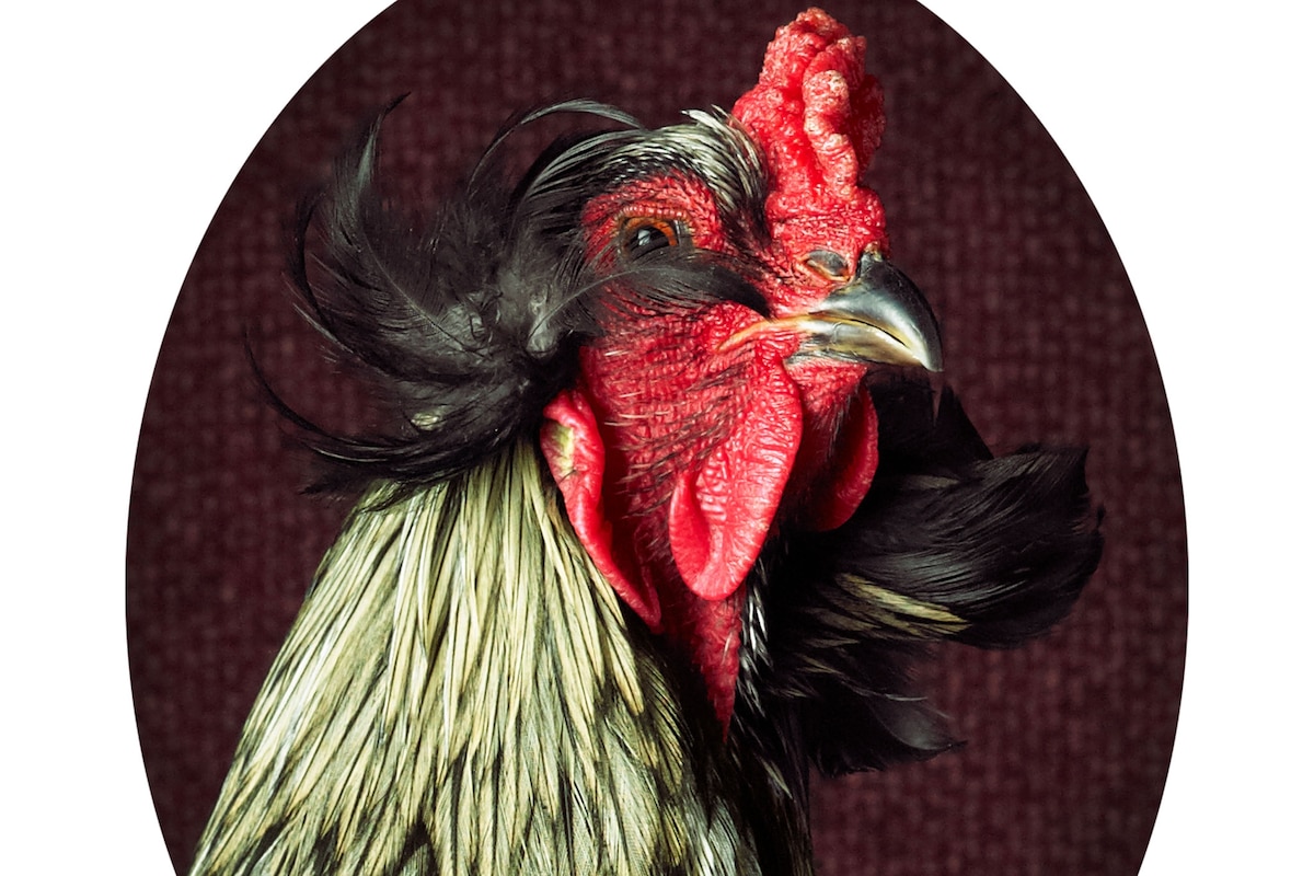 See 7 Pictures of Regal Chickens