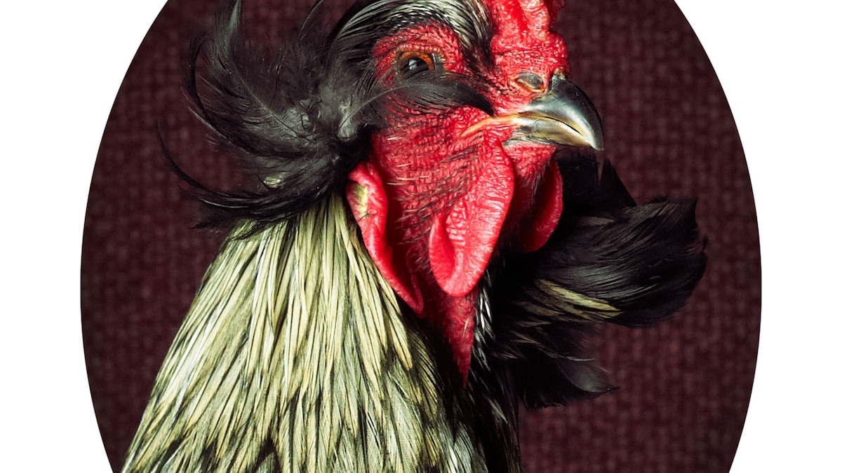 Birds National Geographic Chickens