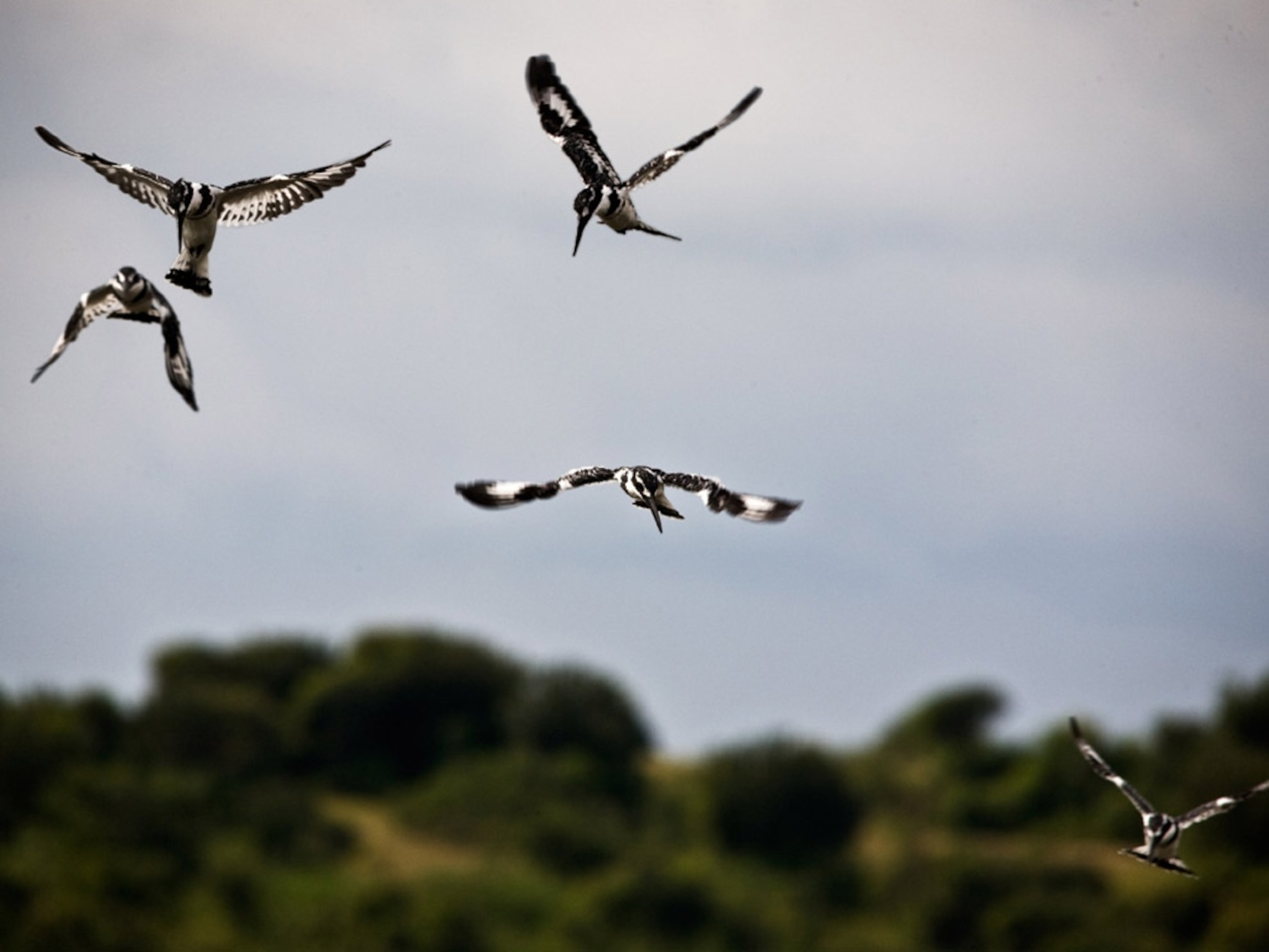 Bird Wallpapers - National Geographic