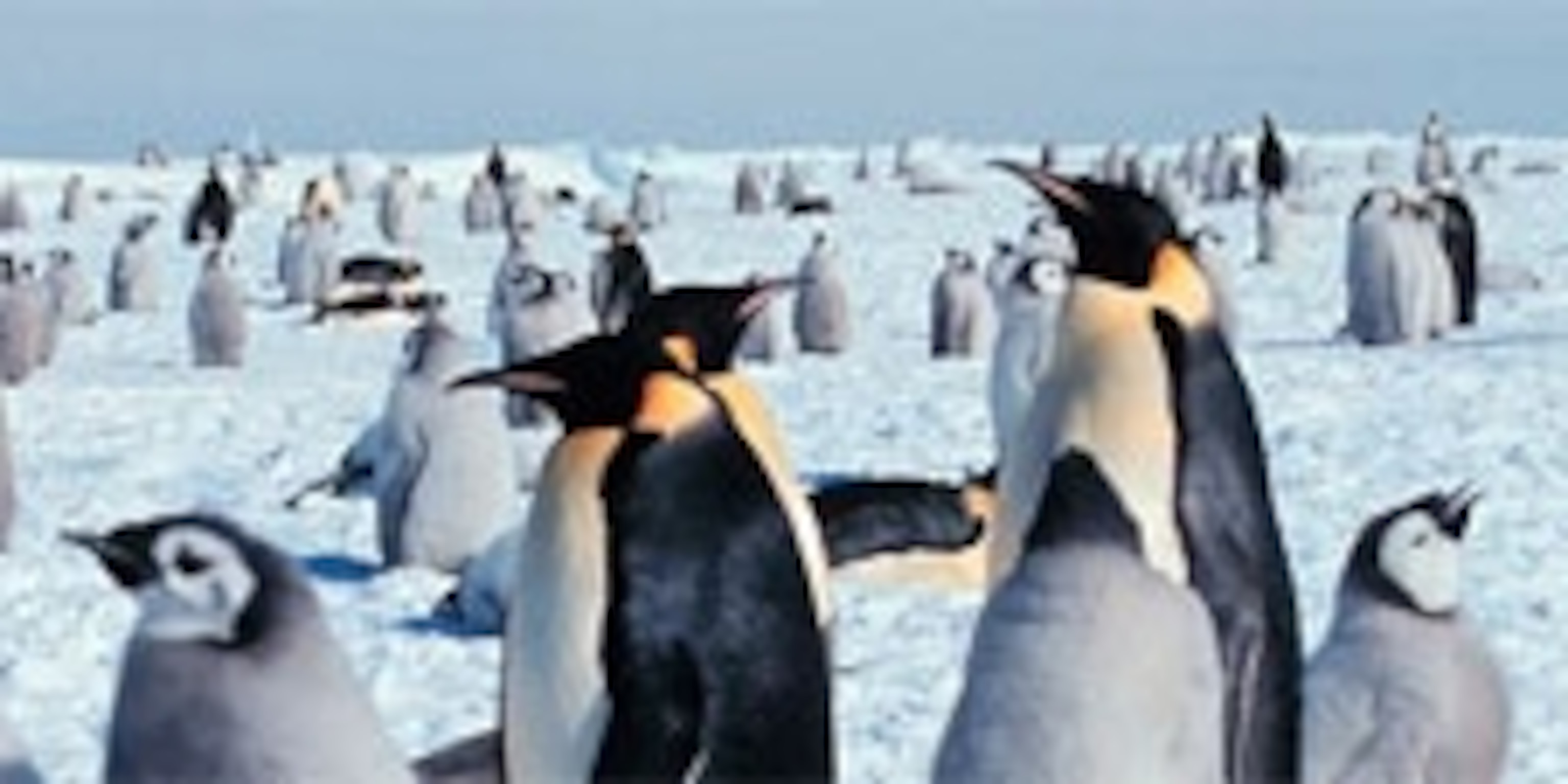 Are emperor penguins marching to extinction?