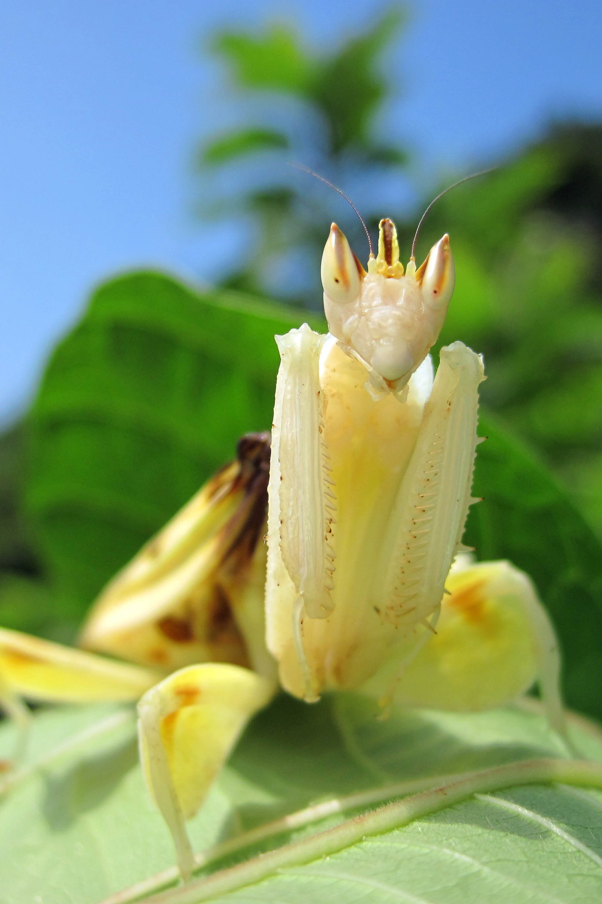 Orchids That Look Like Insects