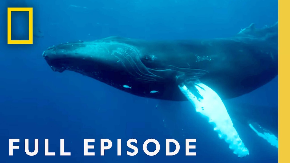 Watch the first episode of 'OceanXplorers' for free | National Geographic