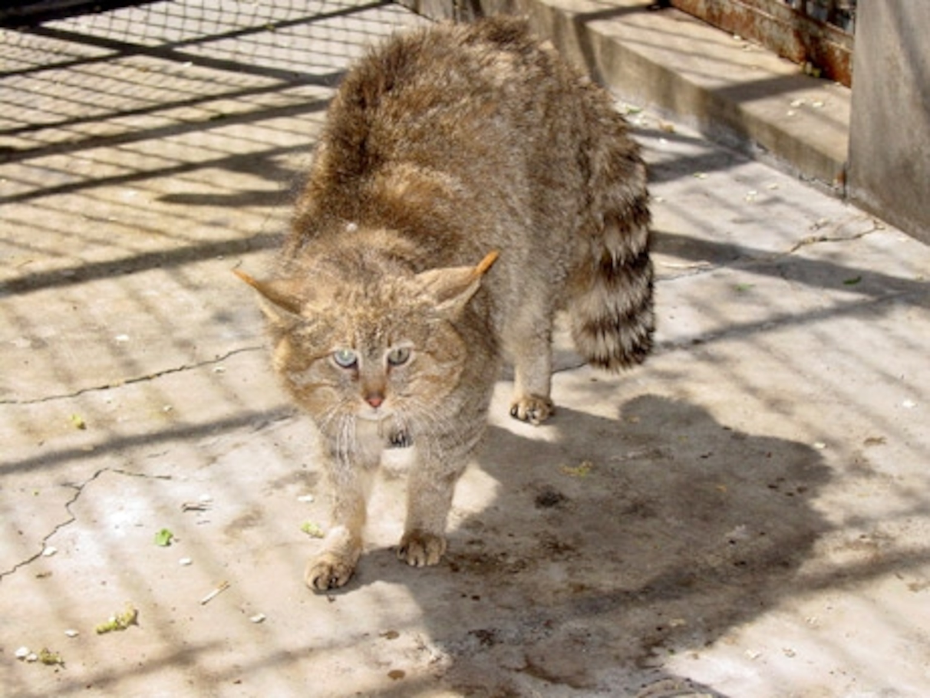 Rare Chinese Cat Captured on Film | National Geographic