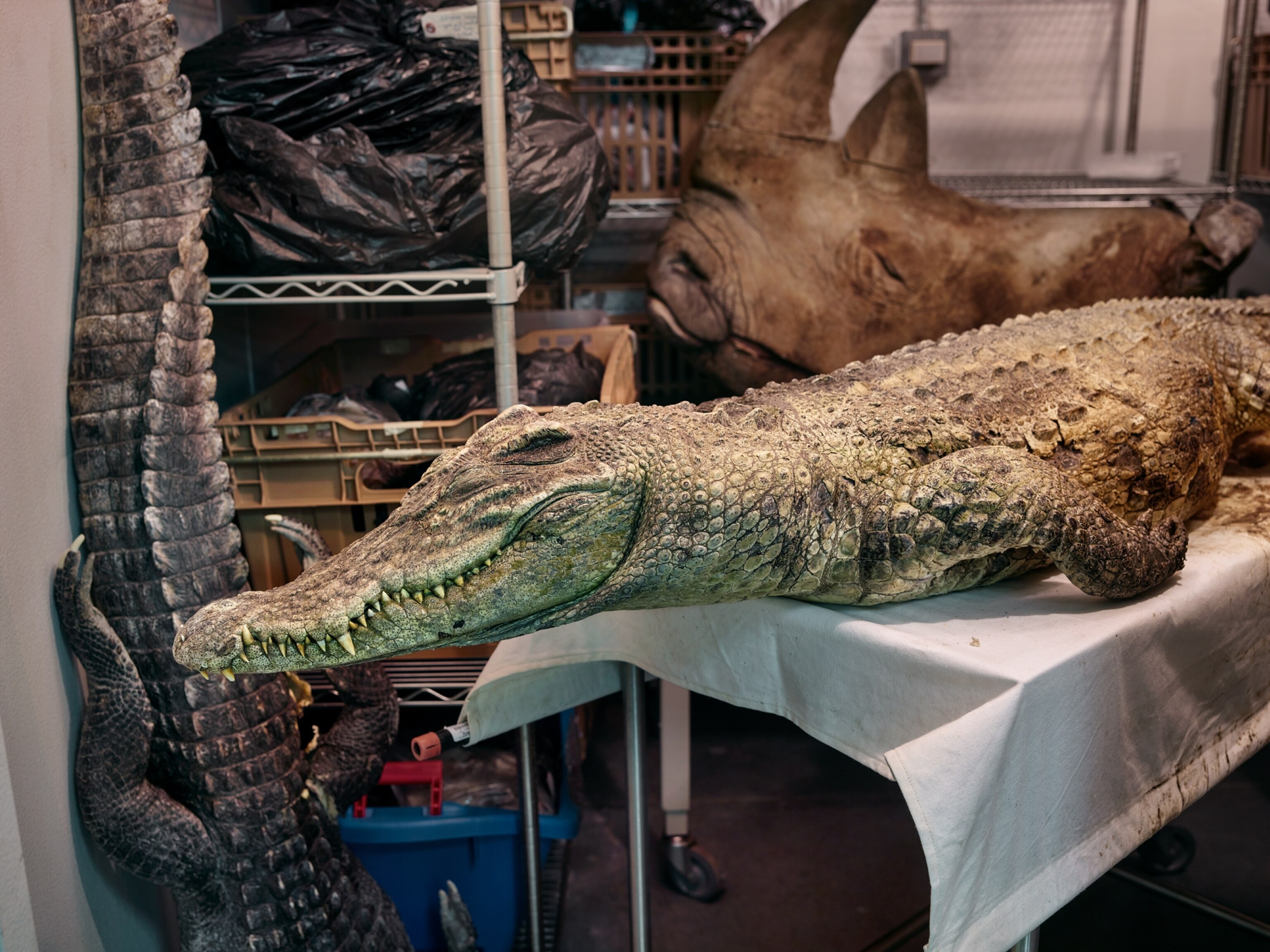 See how we’re reimagining dinosaurs in today’s ‘golden age’ of paleontology