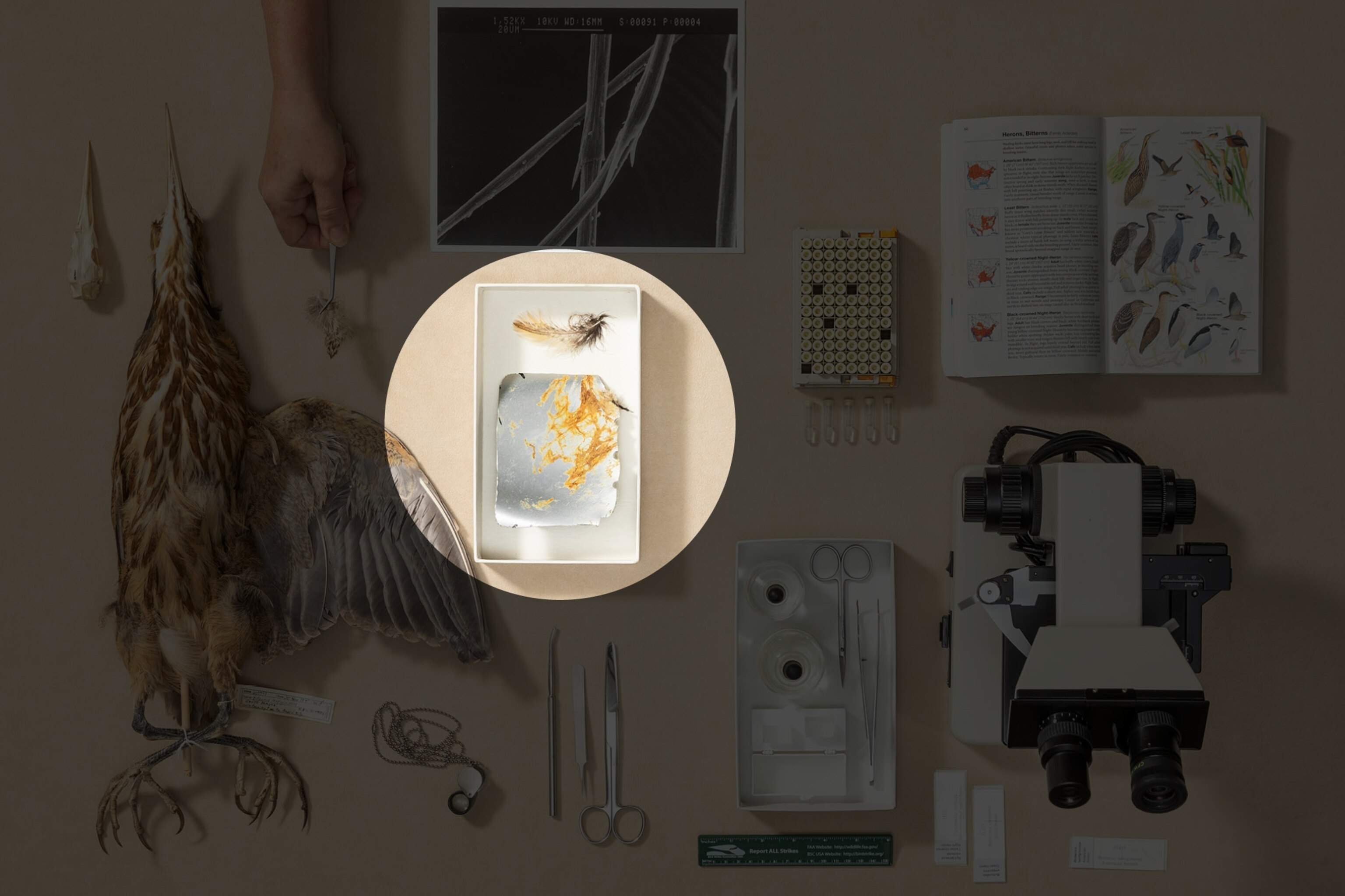 These 12 tools help solve avian mysteries