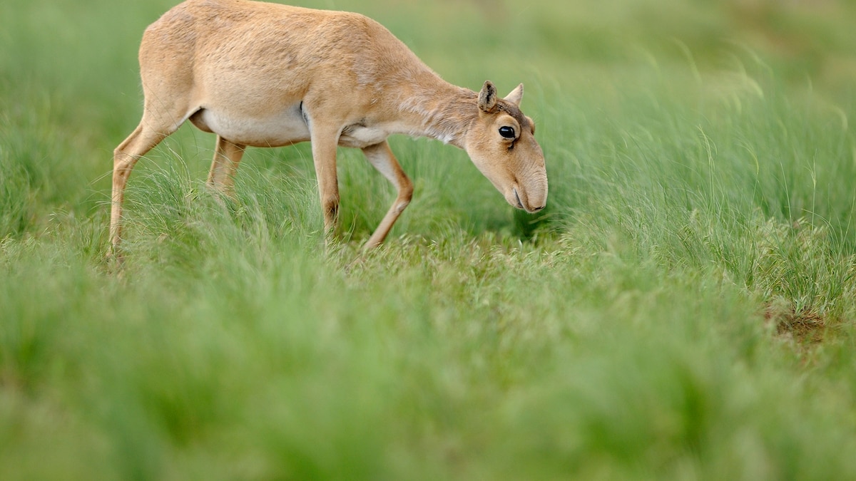 This Odd-Nosed Antelope Is Experiencing a Mass Die-Off | National ...