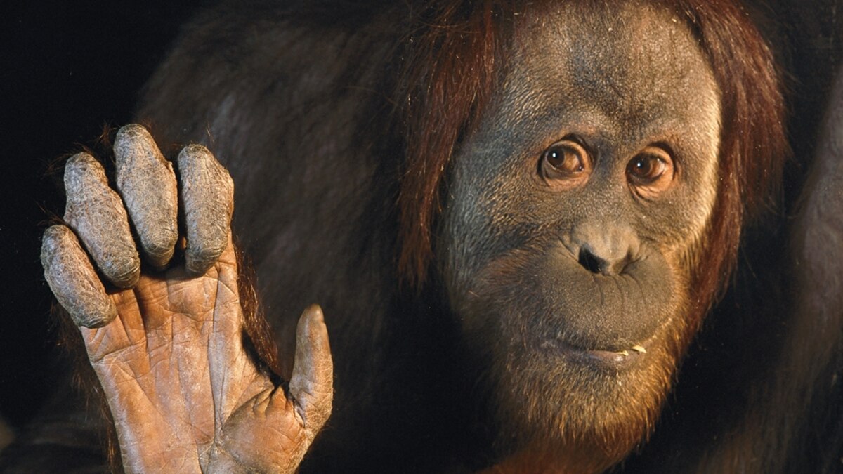 Species Extinctions Overestimated by 160 Percent? | National Geographic