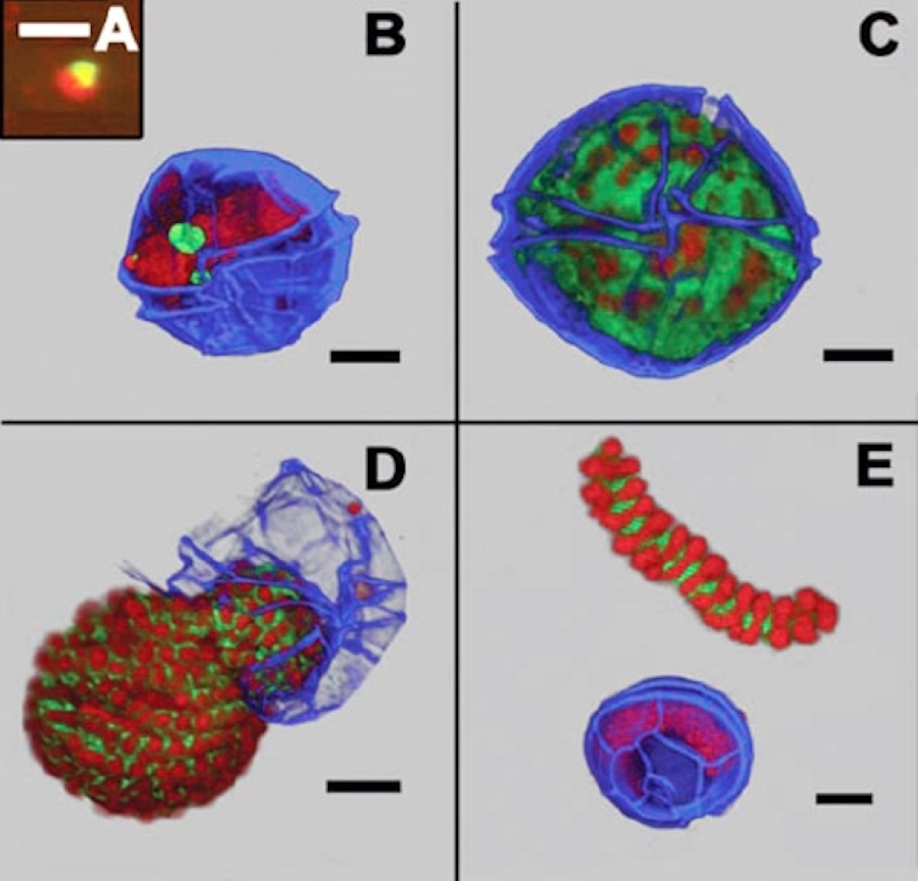 Parasites keep red tides at bay | National Geographic