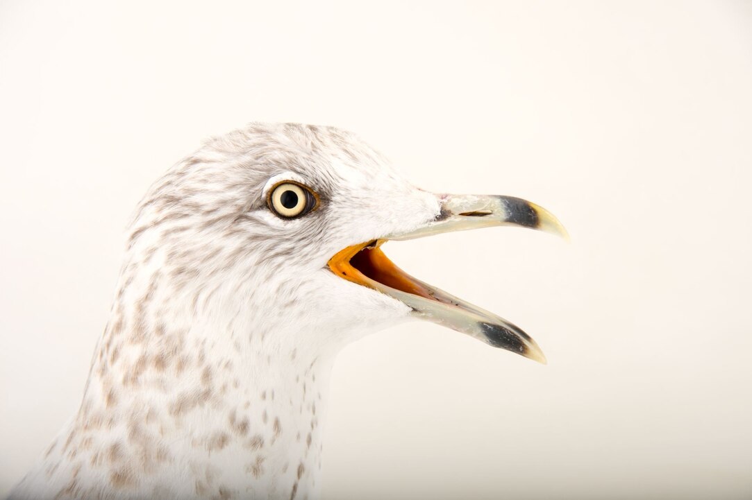 Ring Billed Gull Call