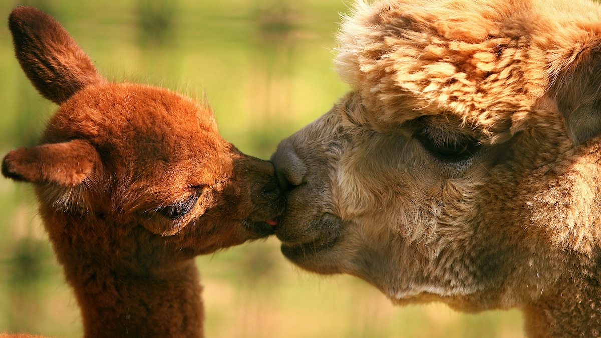 Animal Pair Pictures - Animal Wallpapers - National Geographic ...