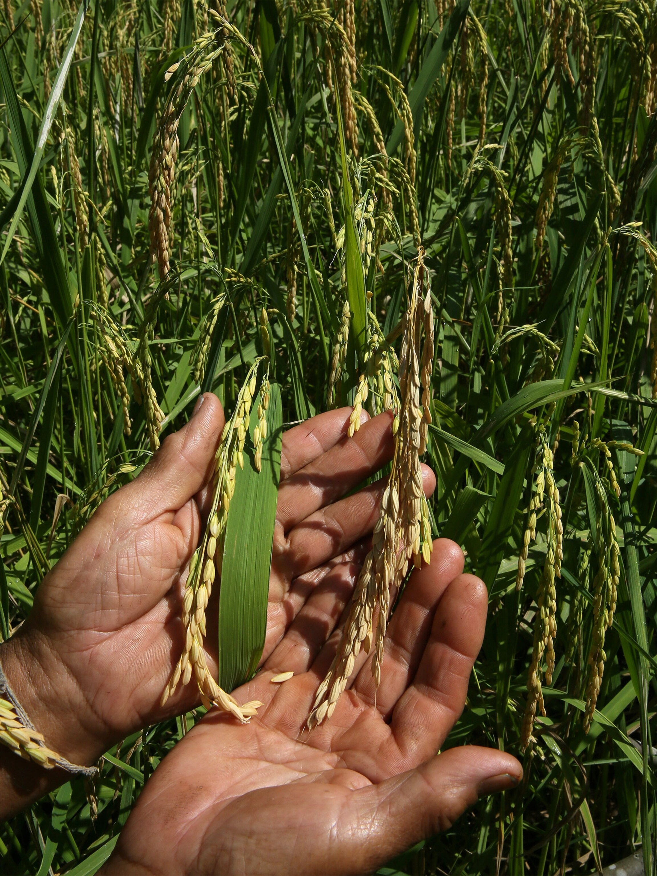 These Farmers Slash and Burn Forests—But in a Good Way