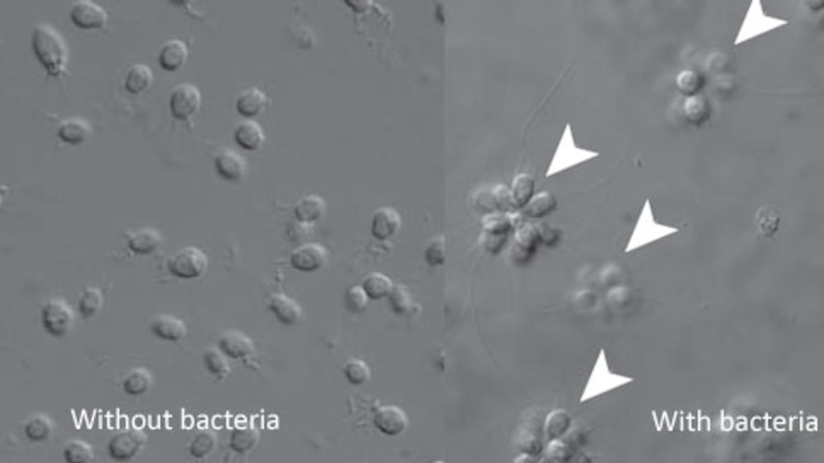 Bacteria transform the closest living relatives of animals from single ...