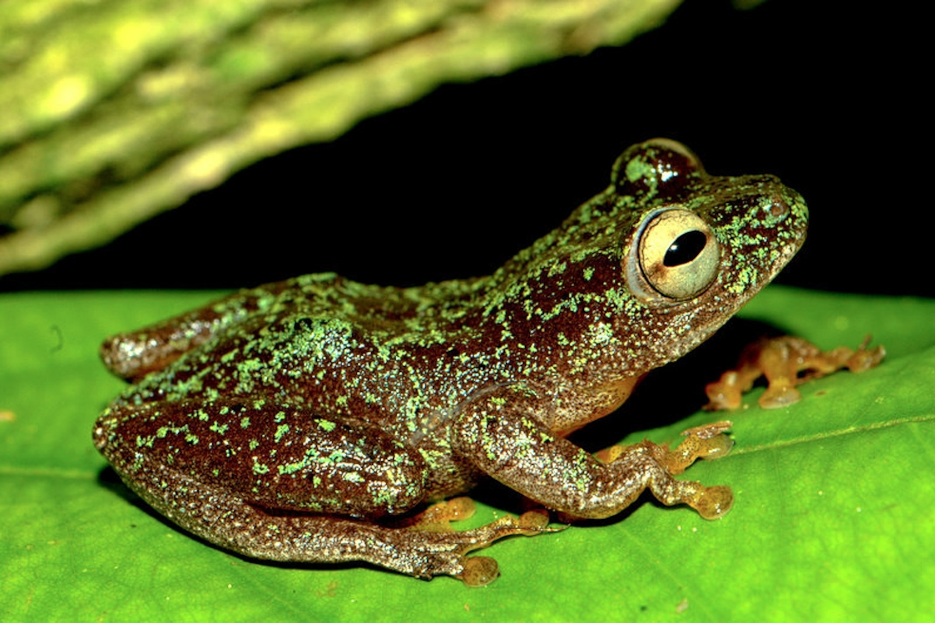 Pictures: "Extinct" Frogs, Salamander Found