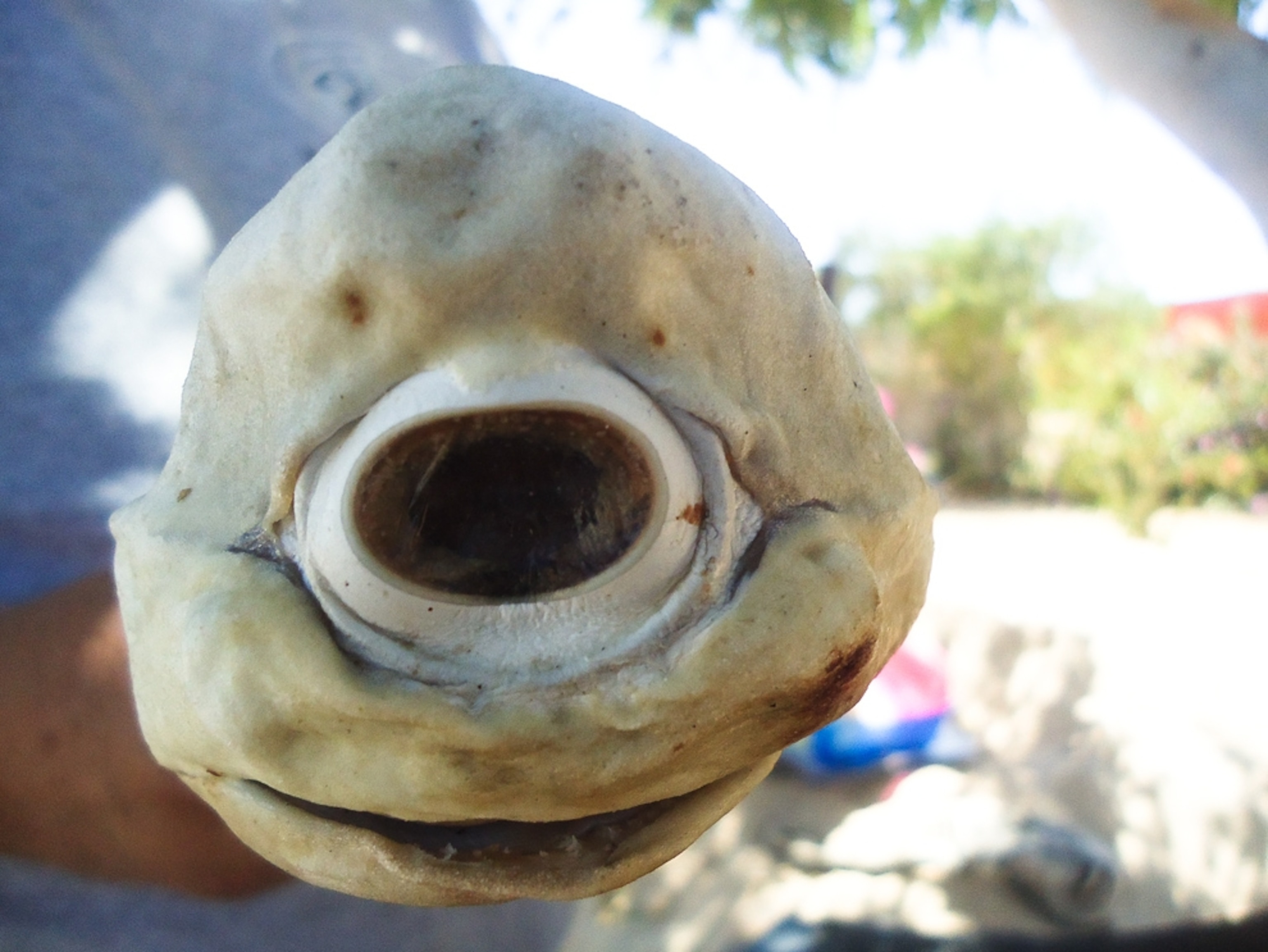 Pictures: Rare "Cyclops" Shark Found