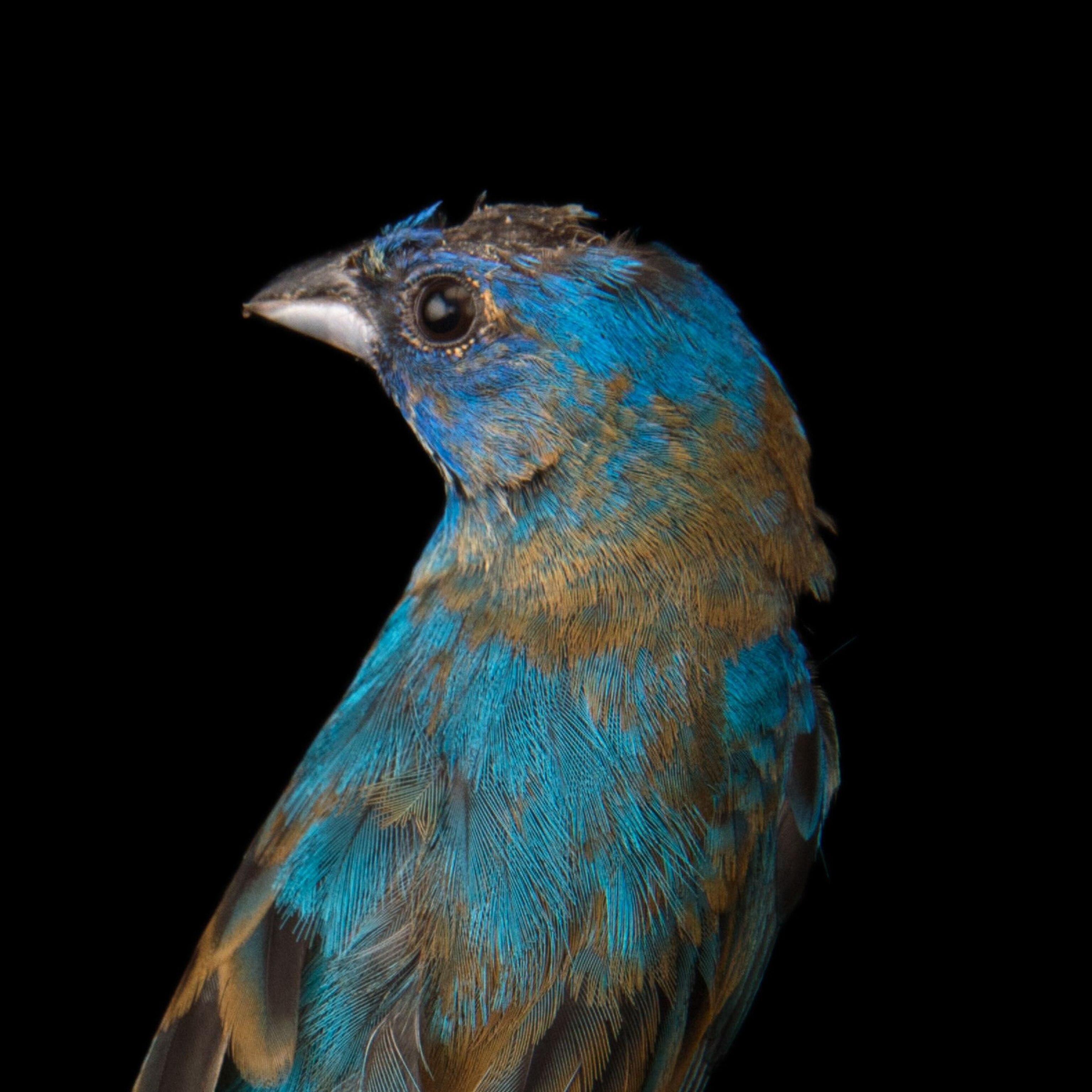 Indigo Bunting Male