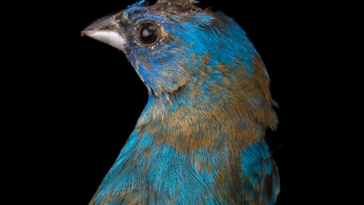Indigo Bunting | National Geographic | National Geographic