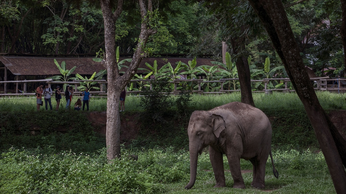 What I learned investigating the wildlife tourism industry | National ...