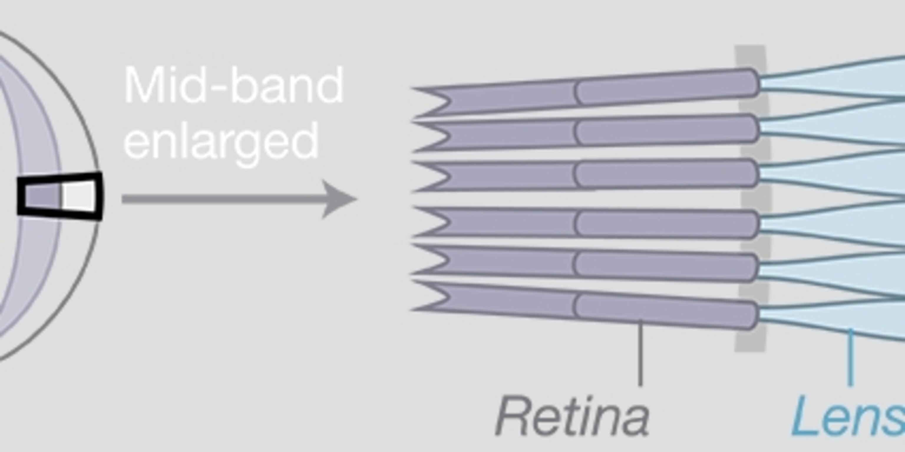 Inside the Eye: Nature’s Most Exquisite Creation