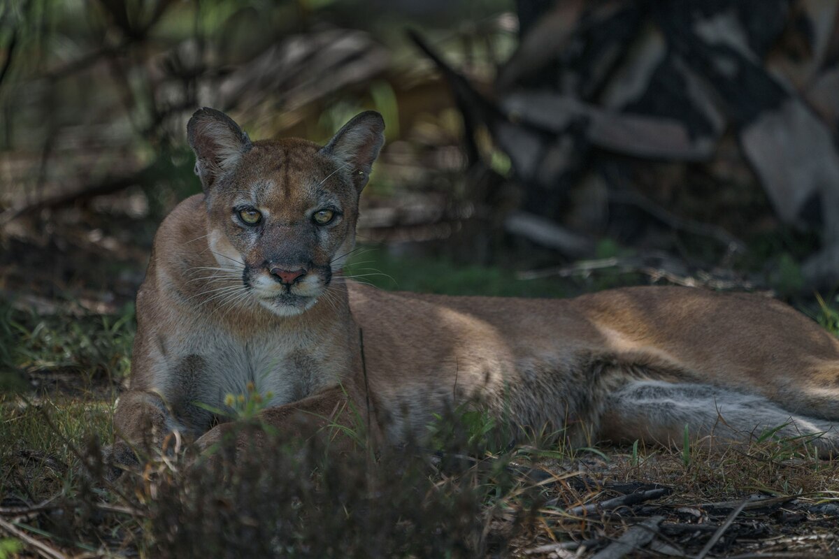A Rare Face-to-Face Encounter With the Elusive Florida Panther