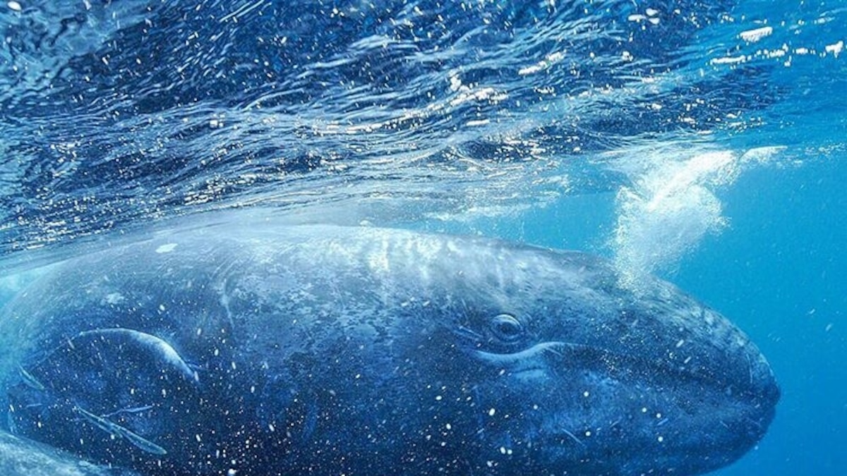 Watch the Elaborate Courtship of Three Gray Whales | National Geographic