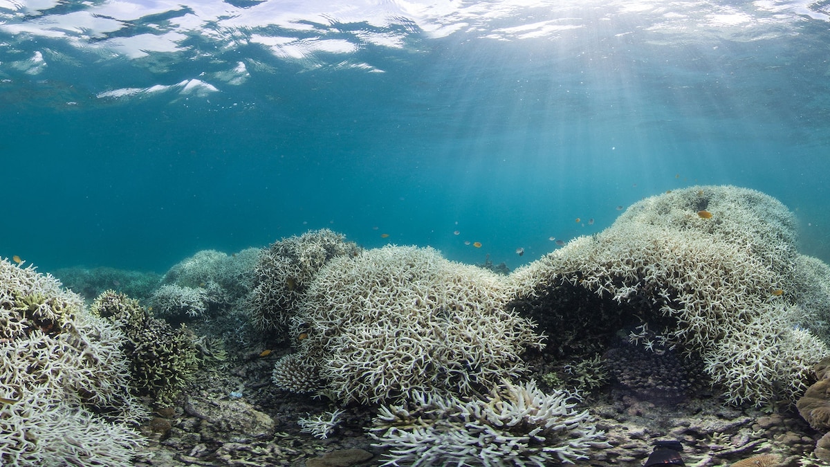 Corals Are Dying on the Great Barrier Reef | National Geographic