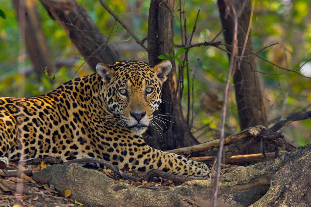 Tropical Rainforest Jaguar
