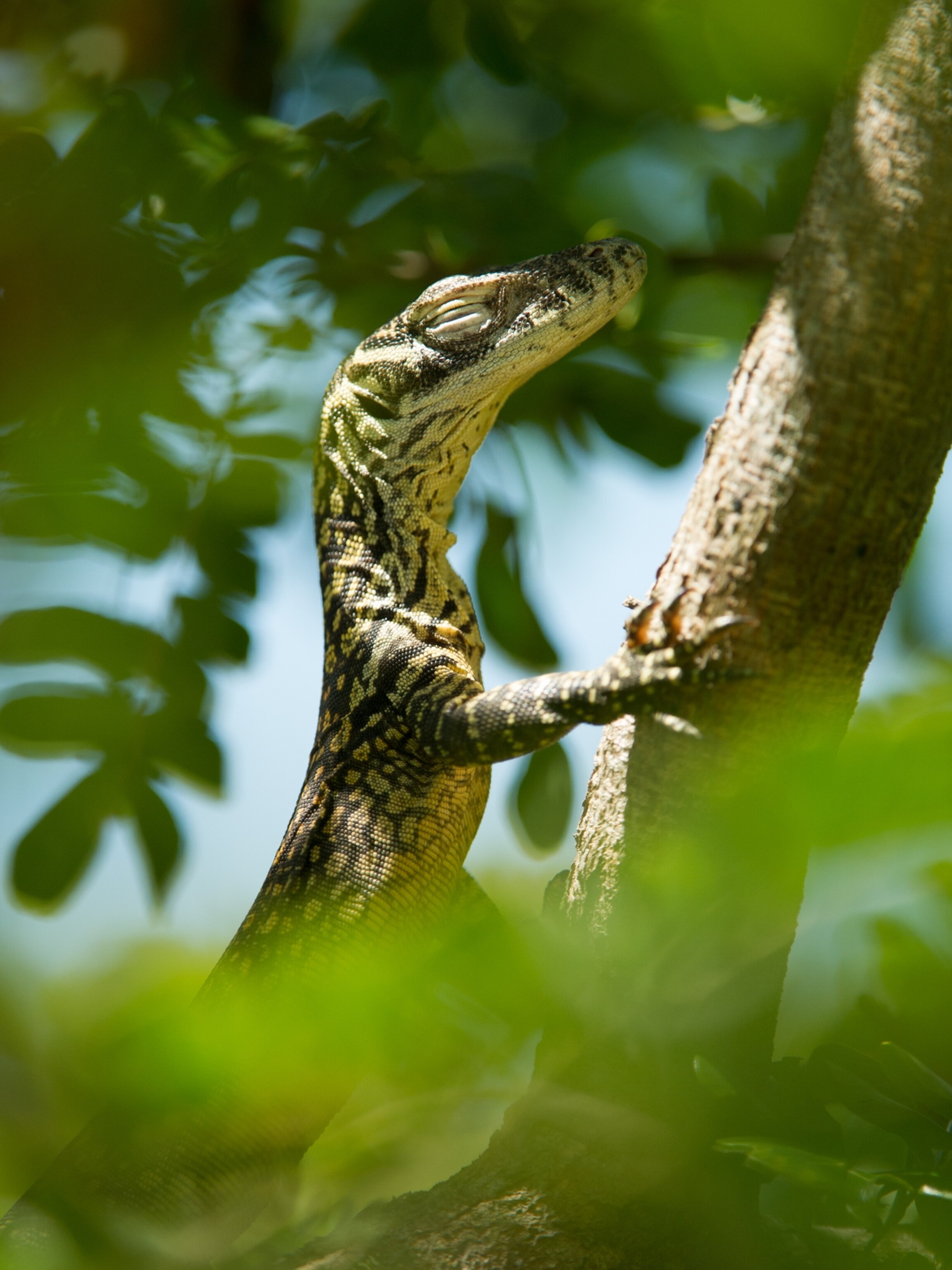 Lizard Once Upon A Time