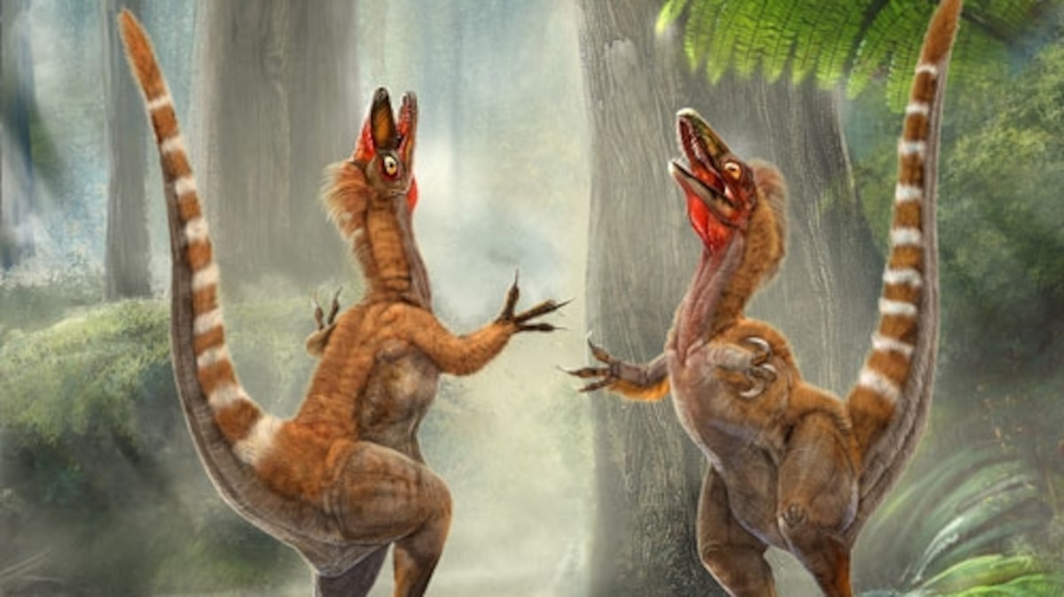 What colours were dinosaur feathers? | National Geographic