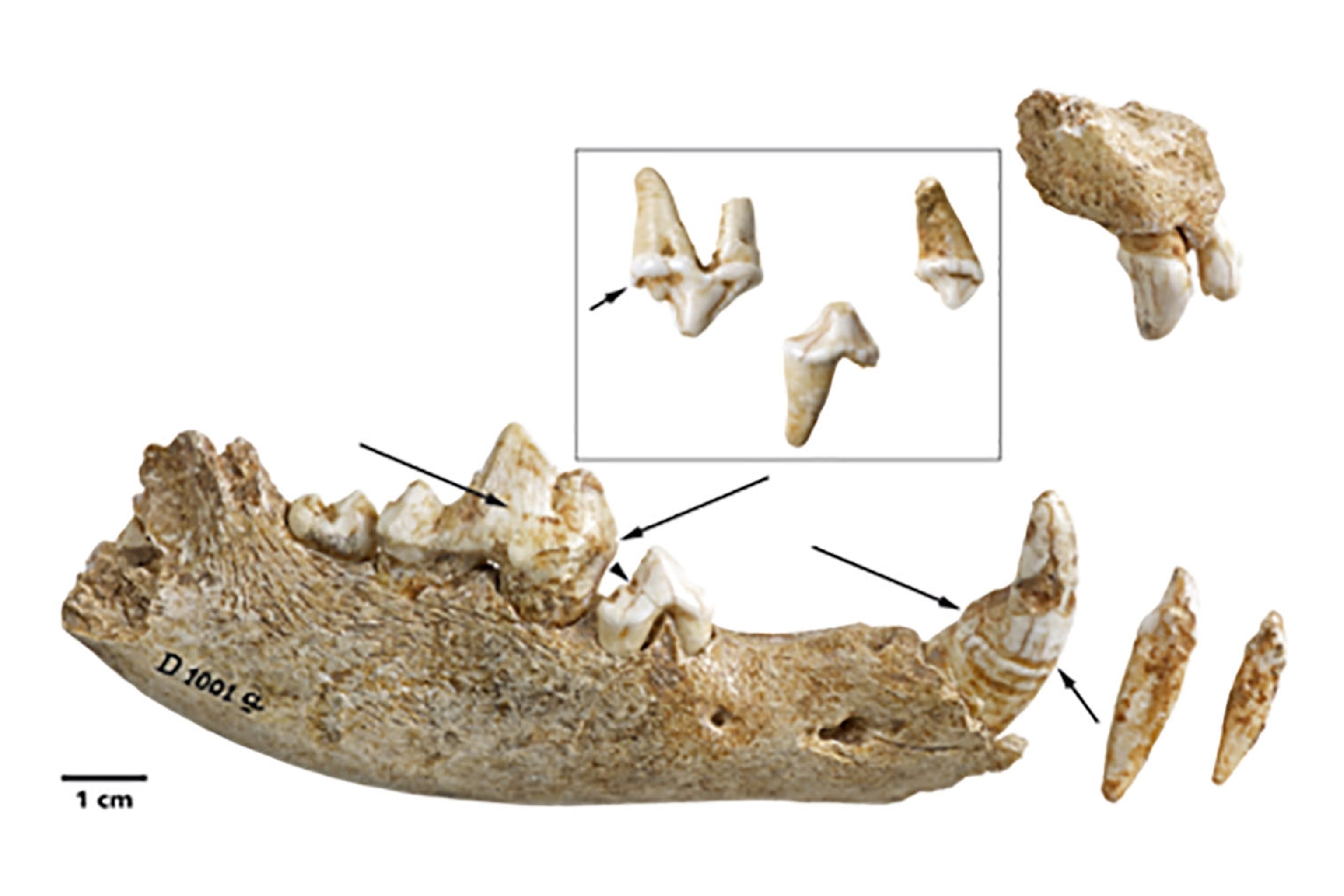 Prehistoric Puppy Was Likely Pet Dog, Archaeologists Say