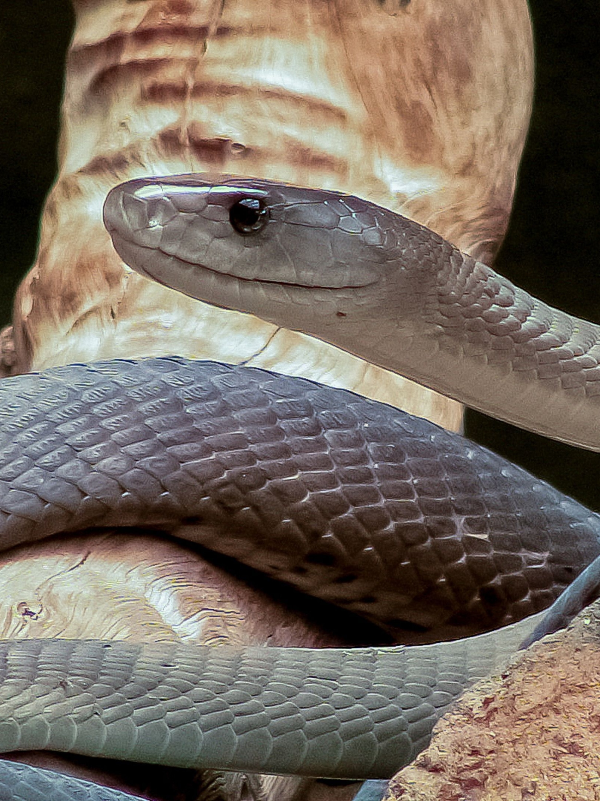 Black Mamba Snake Mouth