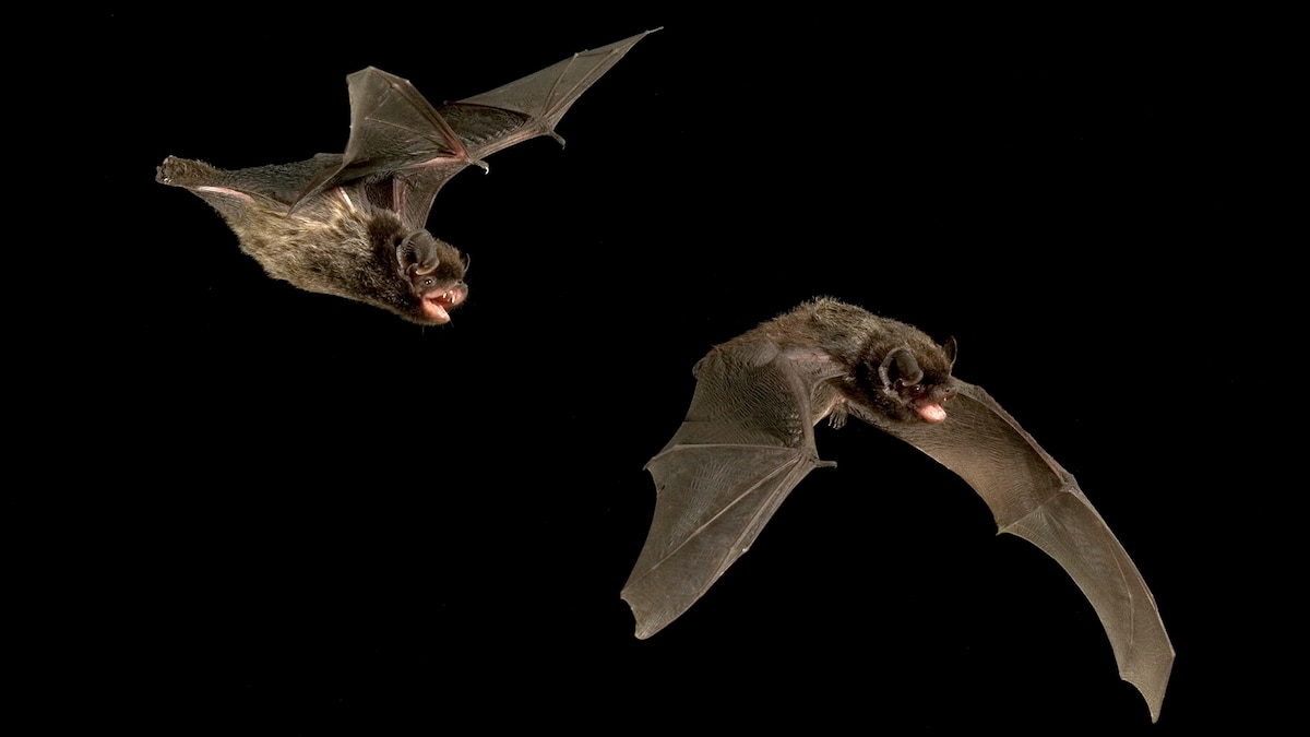 Bats can sing—and this species might be crooning love songs | National ...