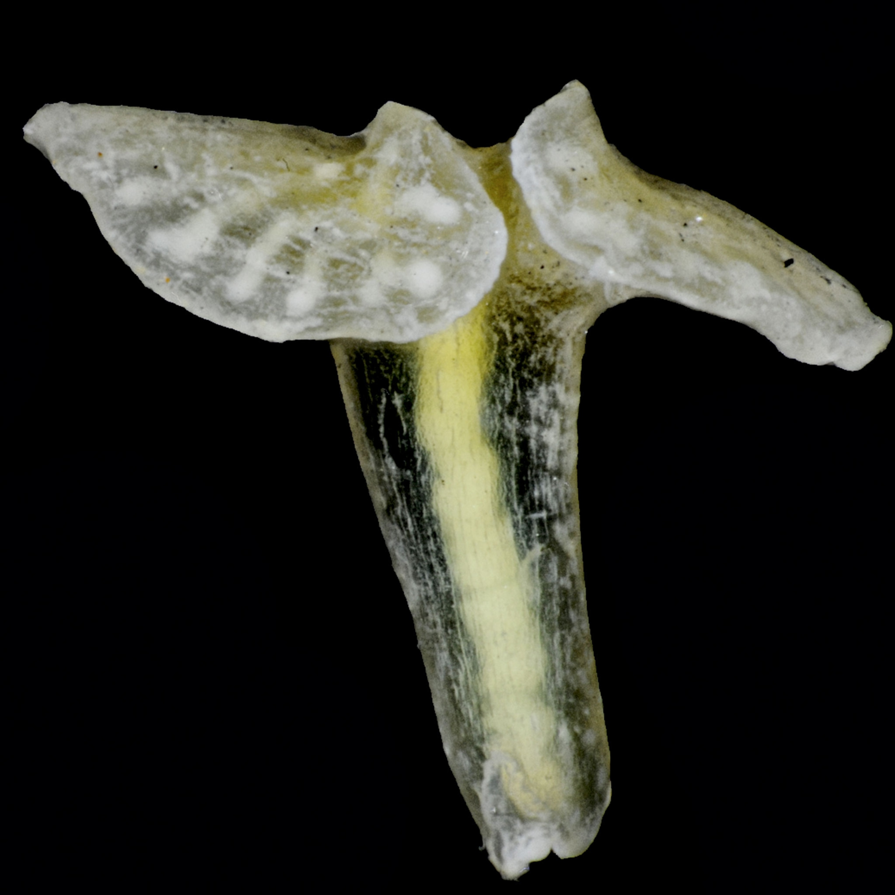 Top 10 New Species: Cartwheeling Spider, Psychedelic Sea Slug
