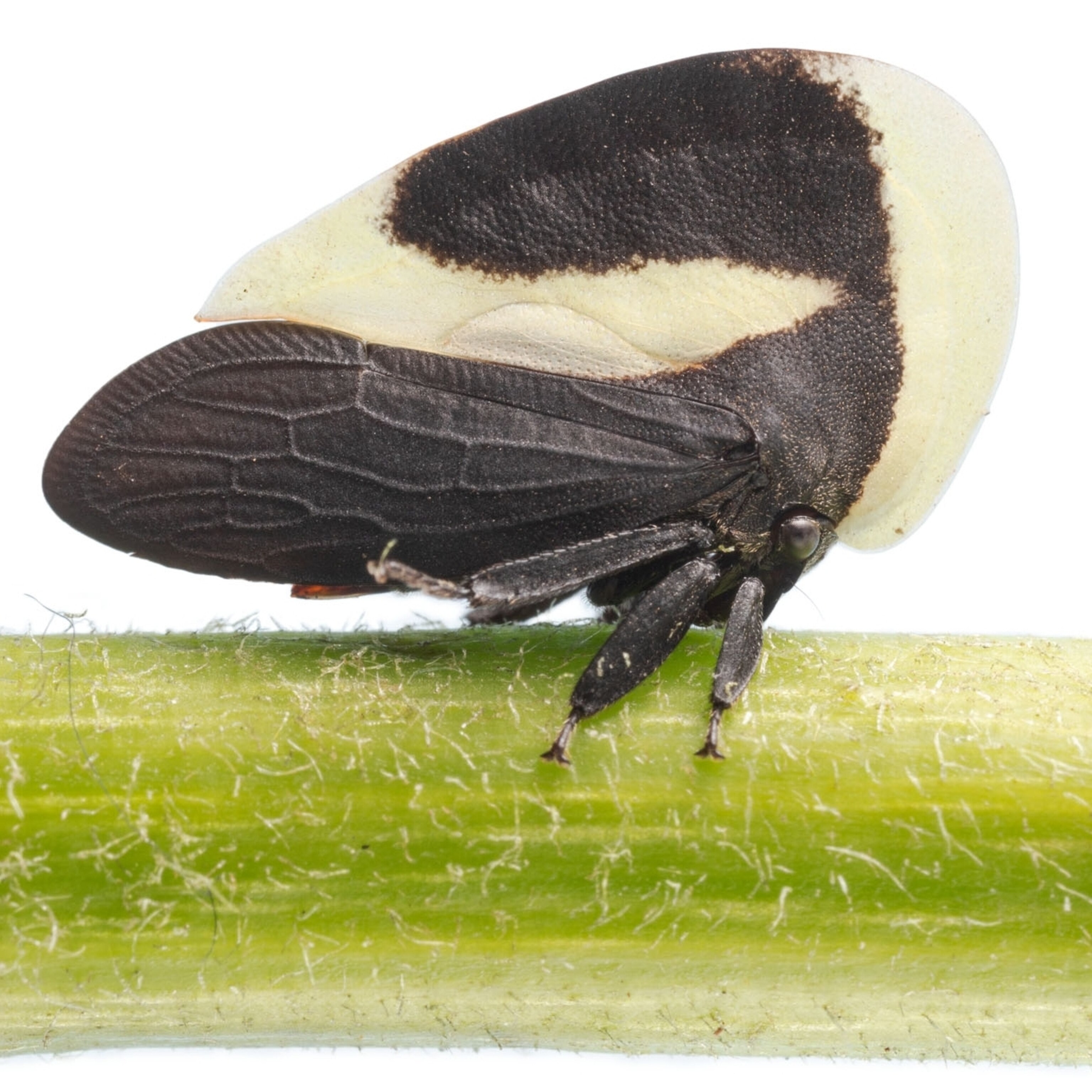 Treehoppers: pictures of the rainforest's mini-marvels