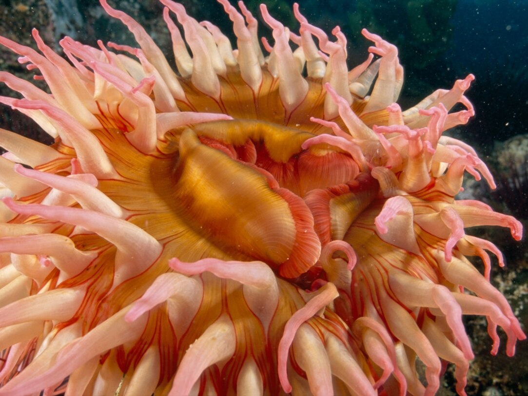 Colorful Sea Anemones